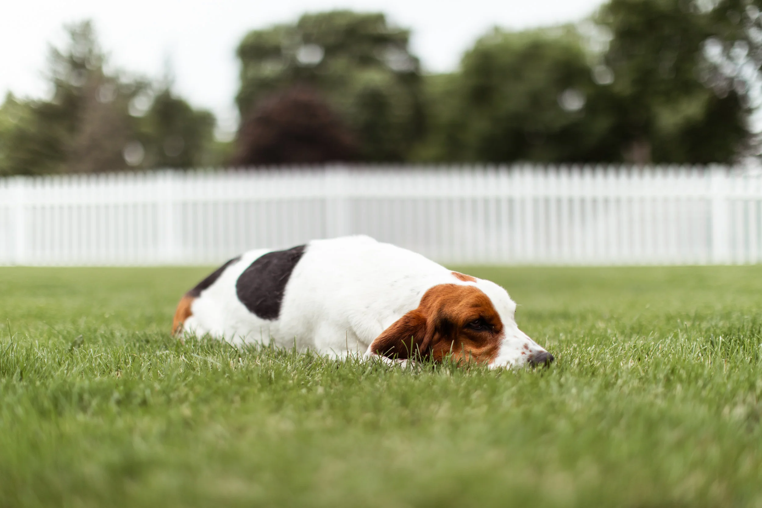 The Tale of Four Basset Hounds — Meghan Swanson Photography