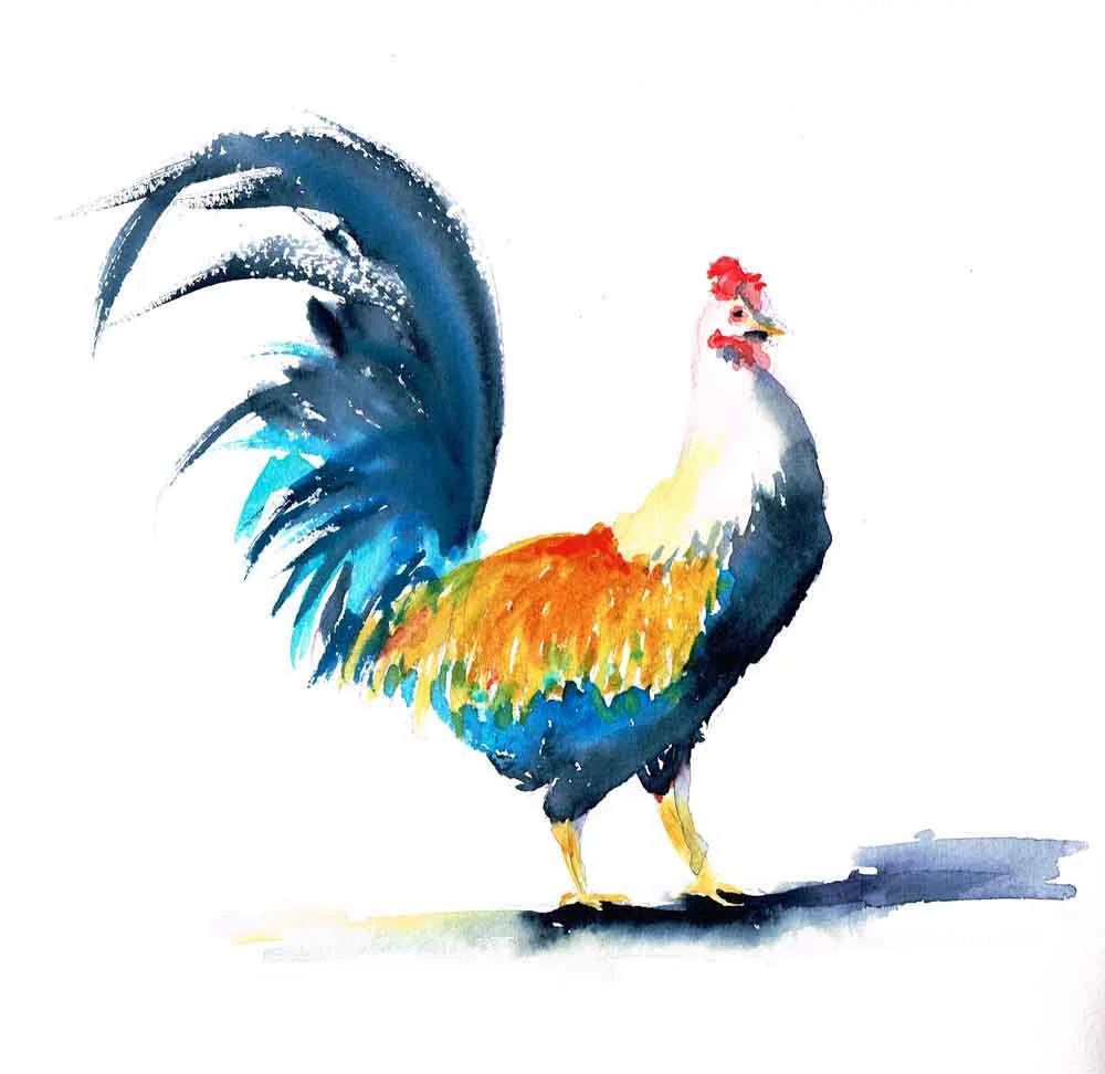 Paint a rooster in watercolour... and instantly lift your mood ...