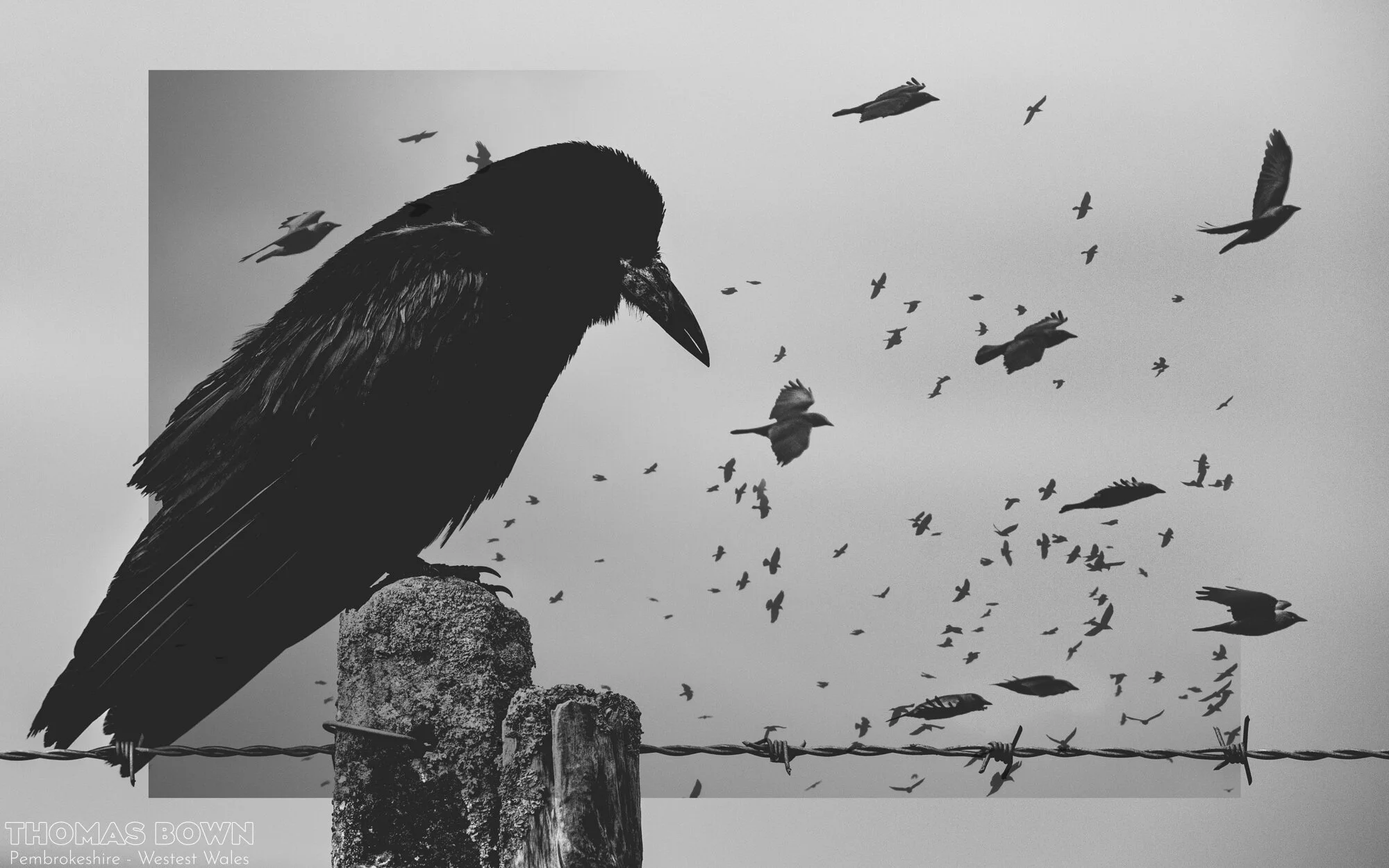 Corvid Collage — Thomas Bown Photography. A Photographer in ...