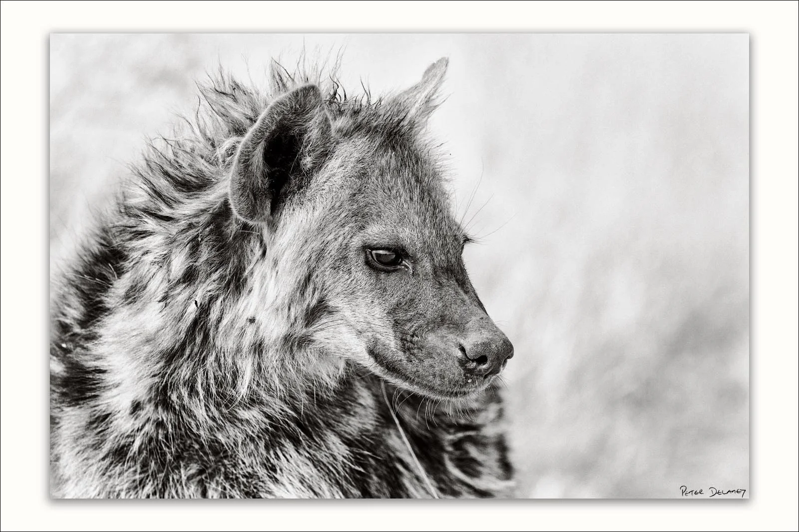 African Wildlife Fine Art Photography Prints