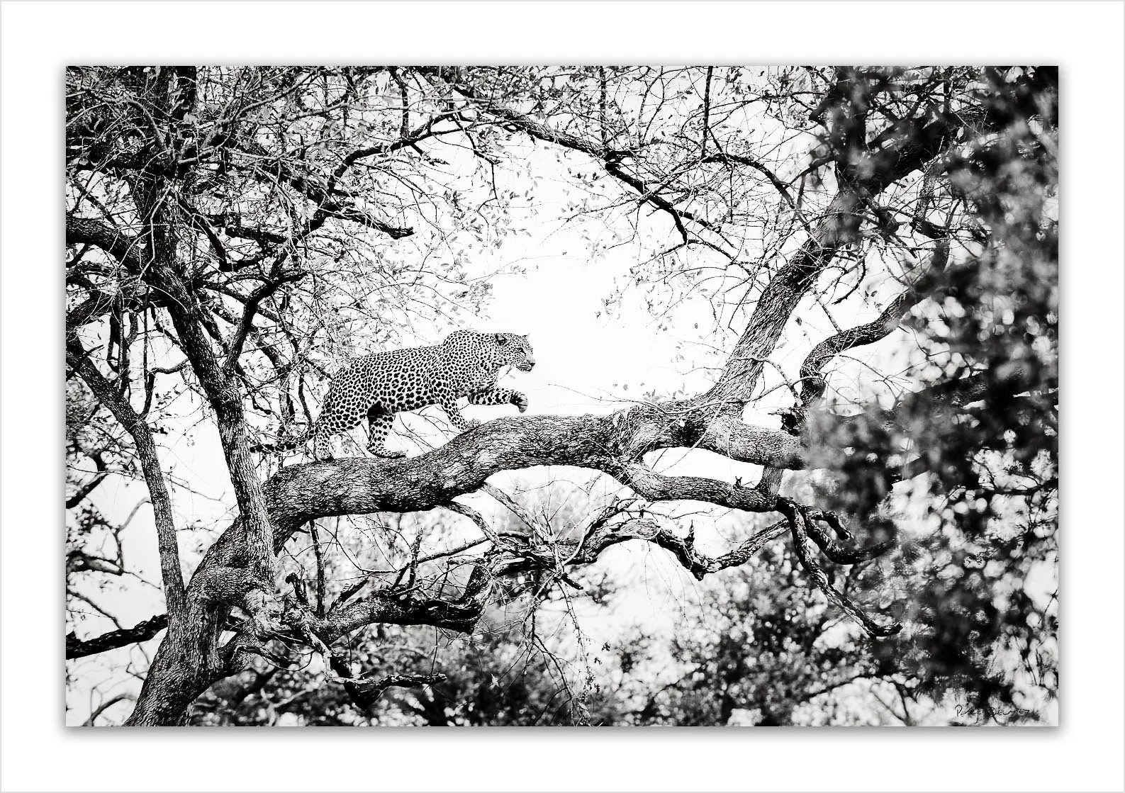 Black And White Photography Trees Prints
