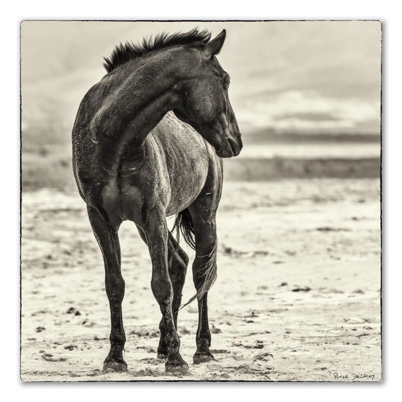 Wild Horses Rearing On The Beach