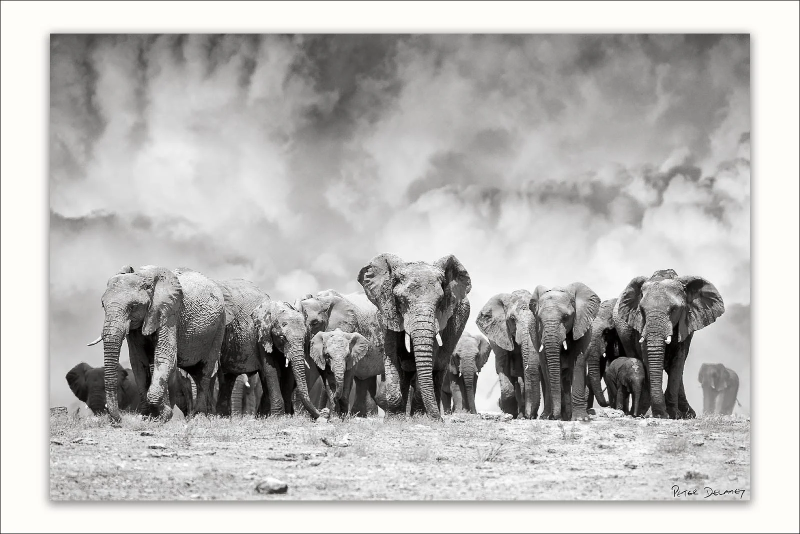 African Wildlife Fine Art Photography Prints