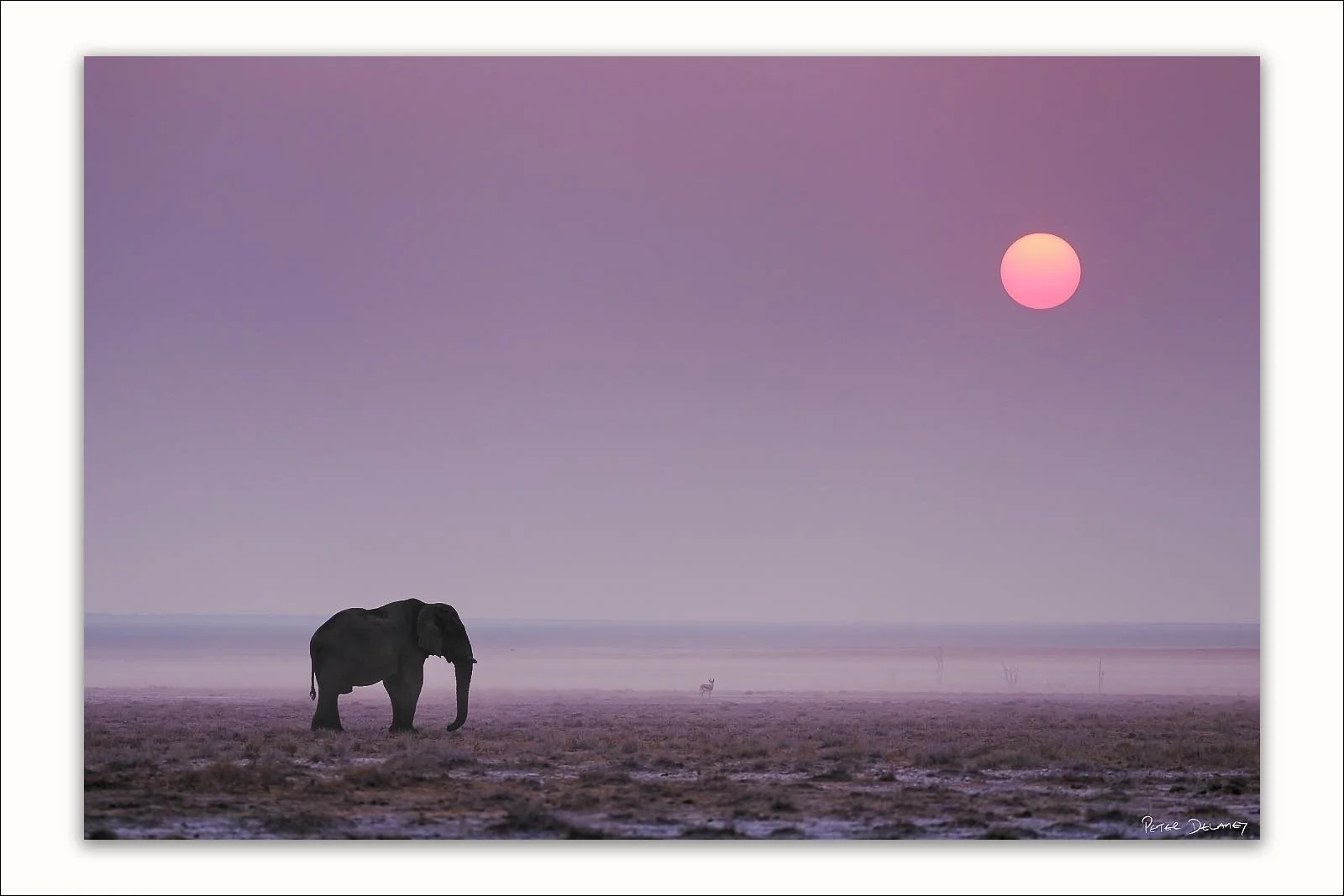 African Wildlife Fine Art Photography Prints
