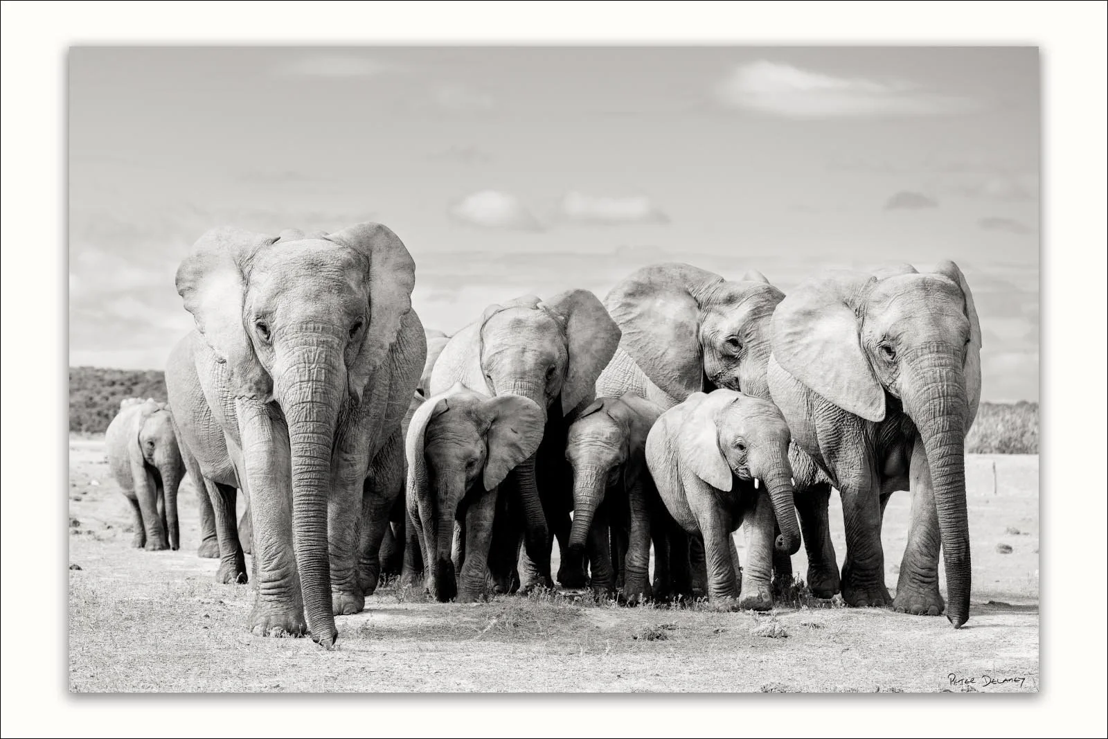 Fine-Art African Wildlife Photography