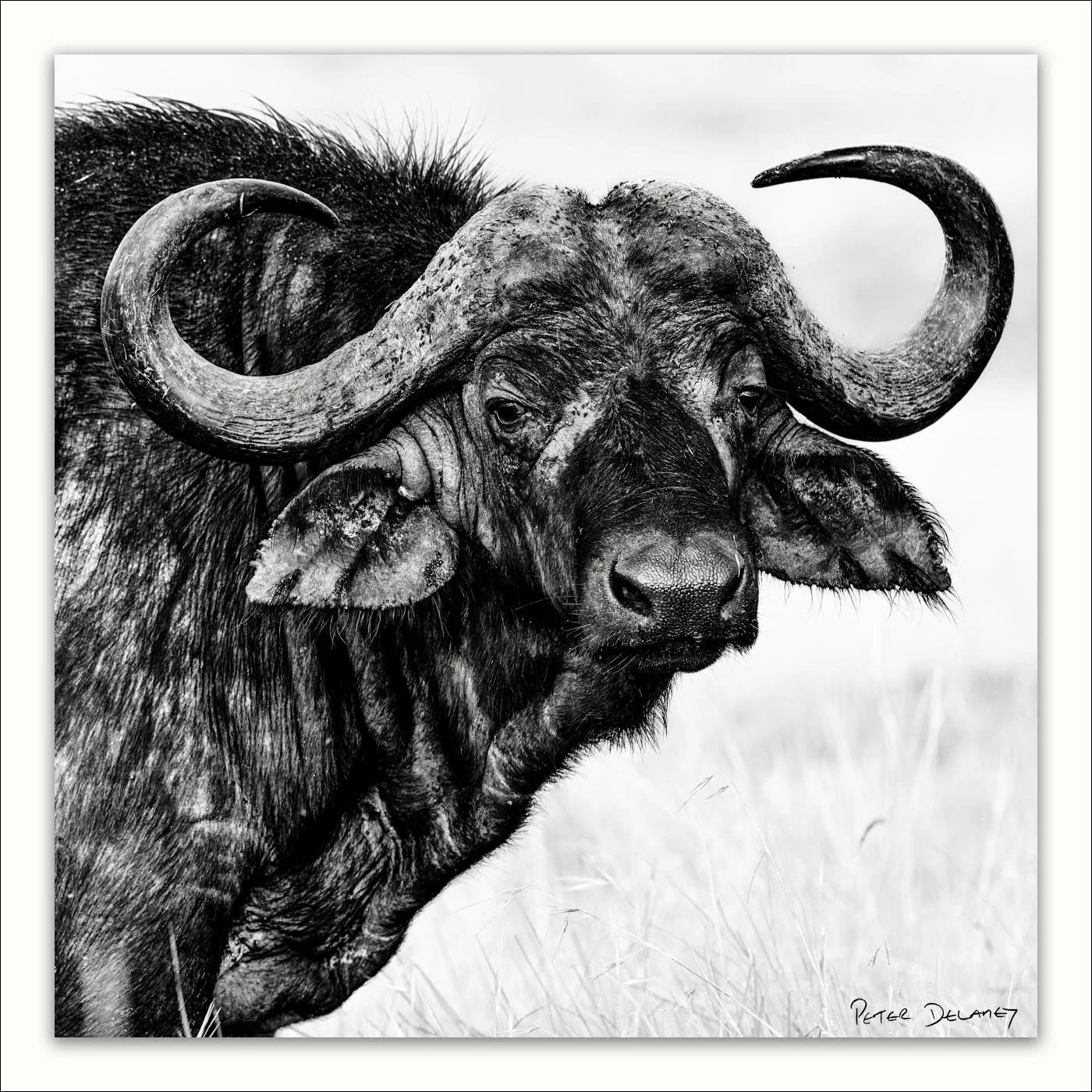 African Wildlife Fine Art Photography Prints
