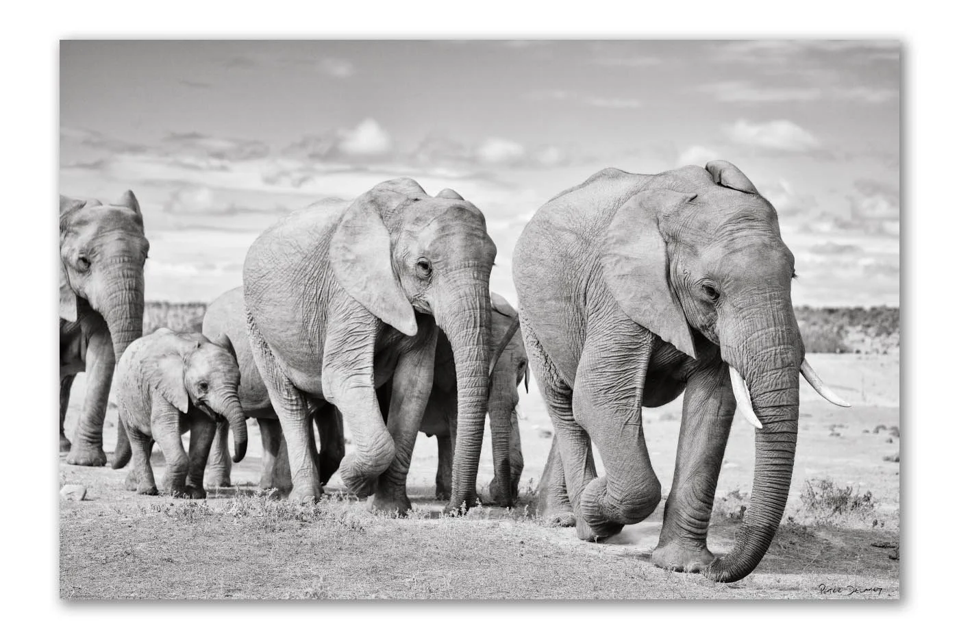African Wildlife Fine Art Photography Prints