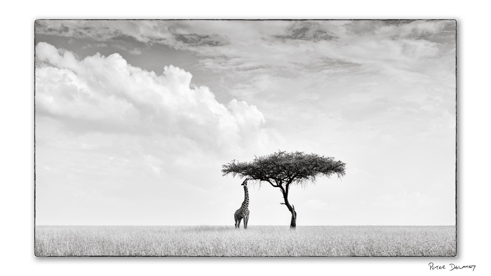 African Wildlife Prints | Delaney Fine Art