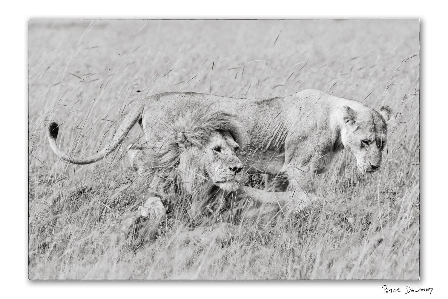 African Wildlife Prints | Delaney Fine Art