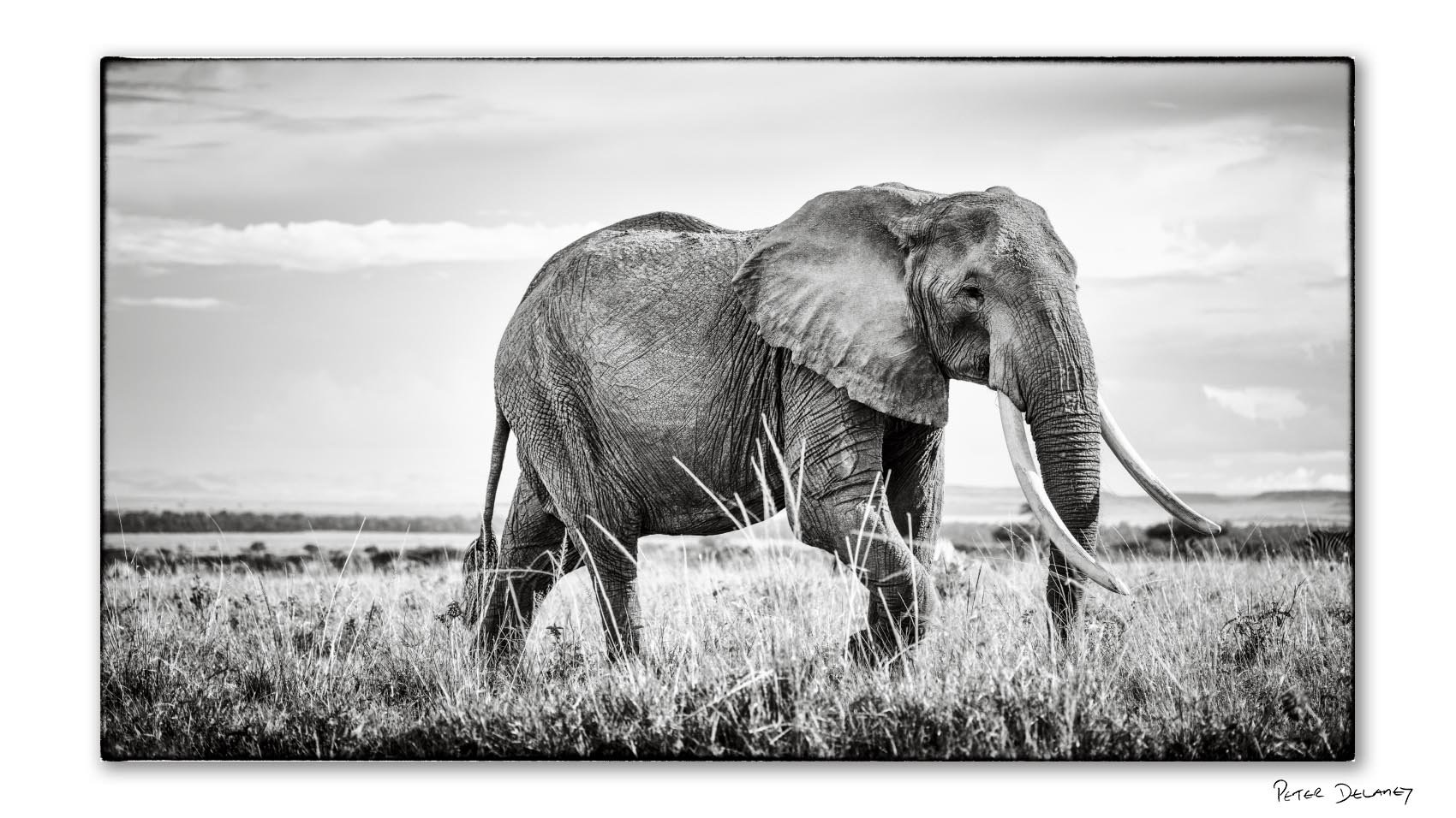 African Wildlife Fine Art Photography Prints