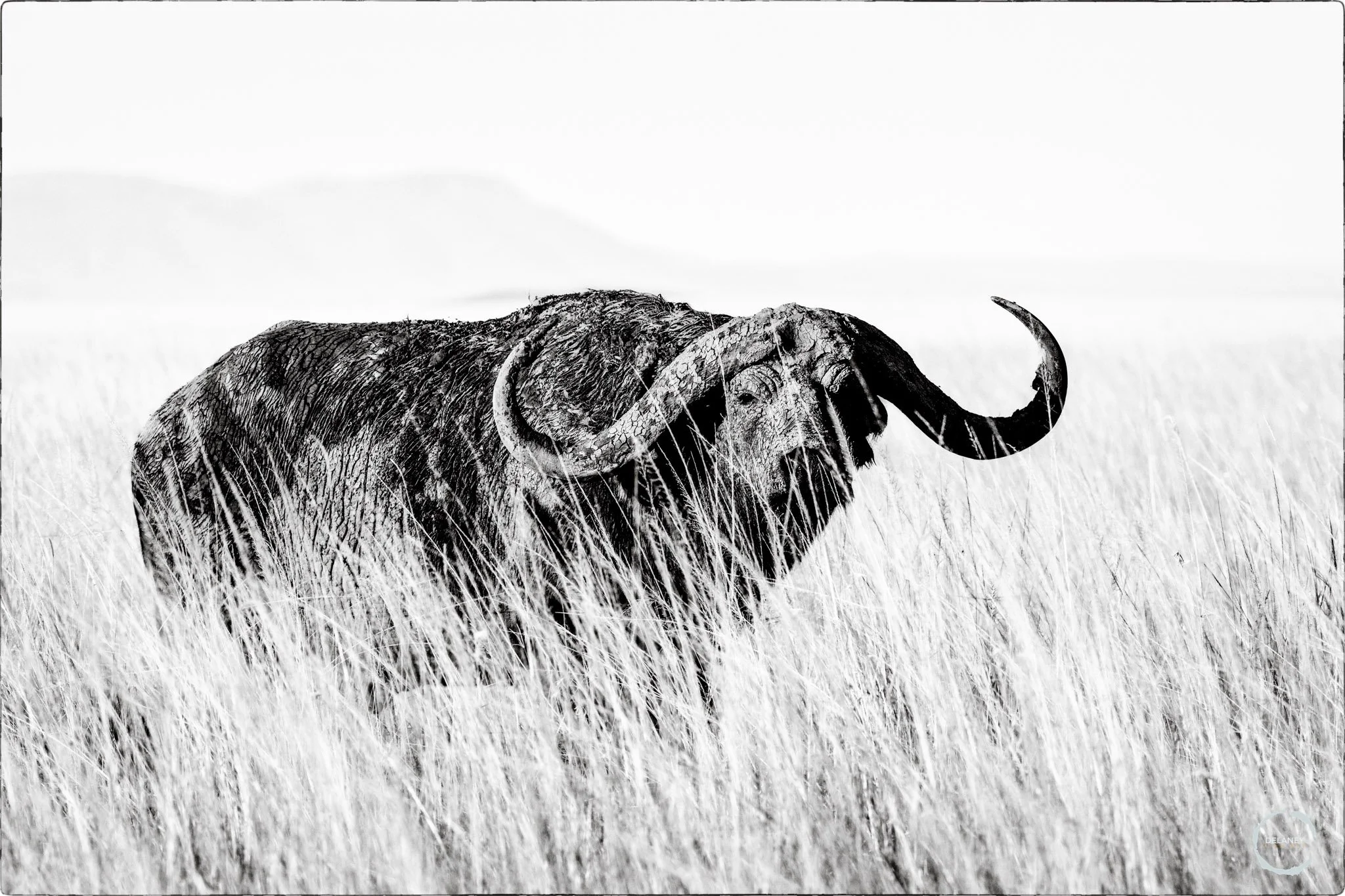 Peter Delaney | Black and White African Wildlife Art Prints