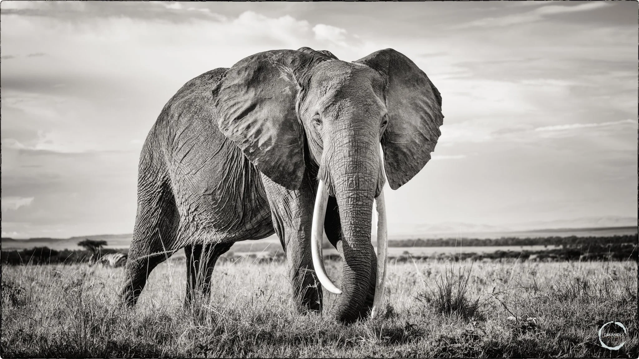 African Wildlife Fine Art Prints | Peter Delaney