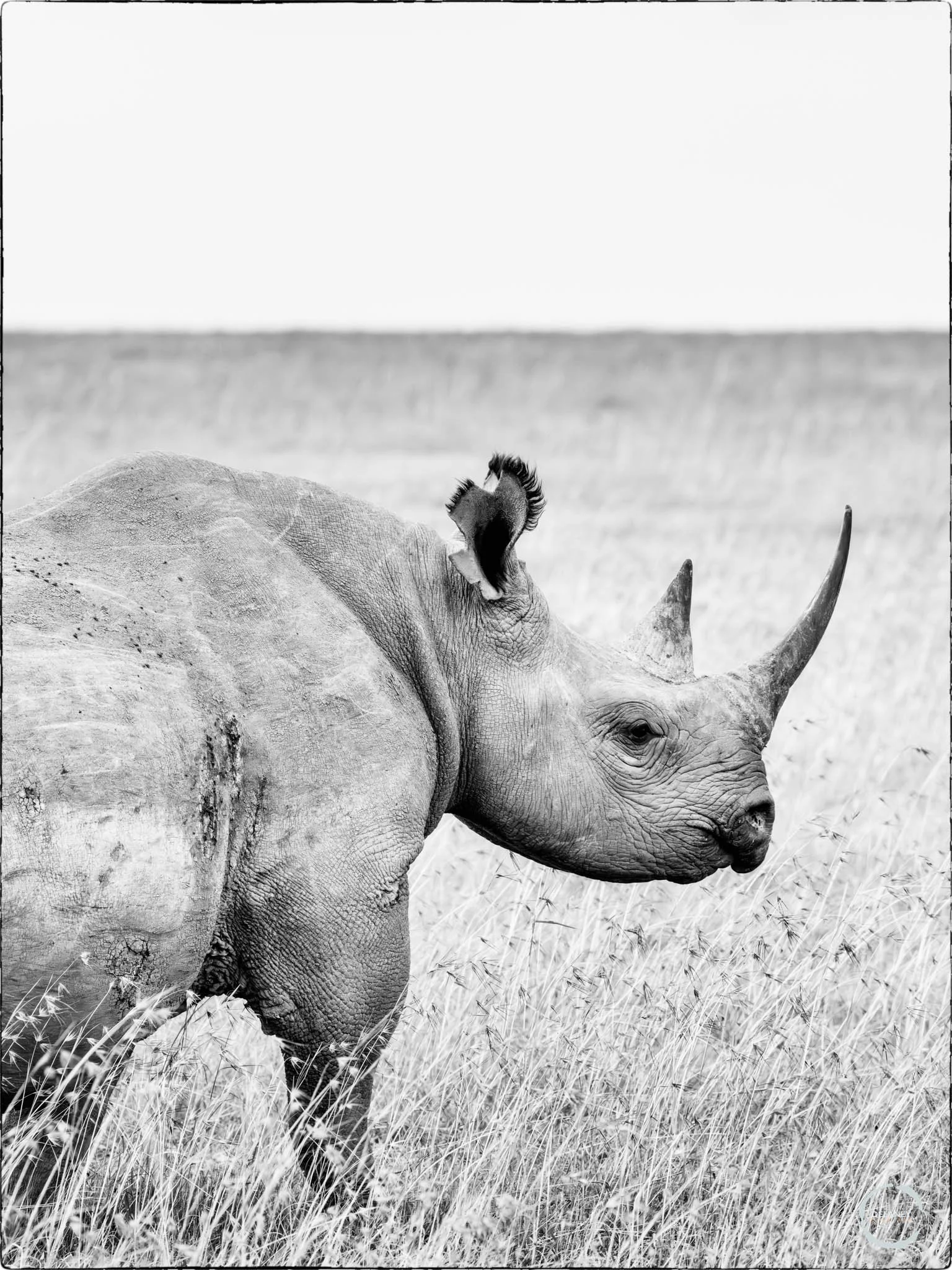 African Wildlife Wall Art | Black and White Photography