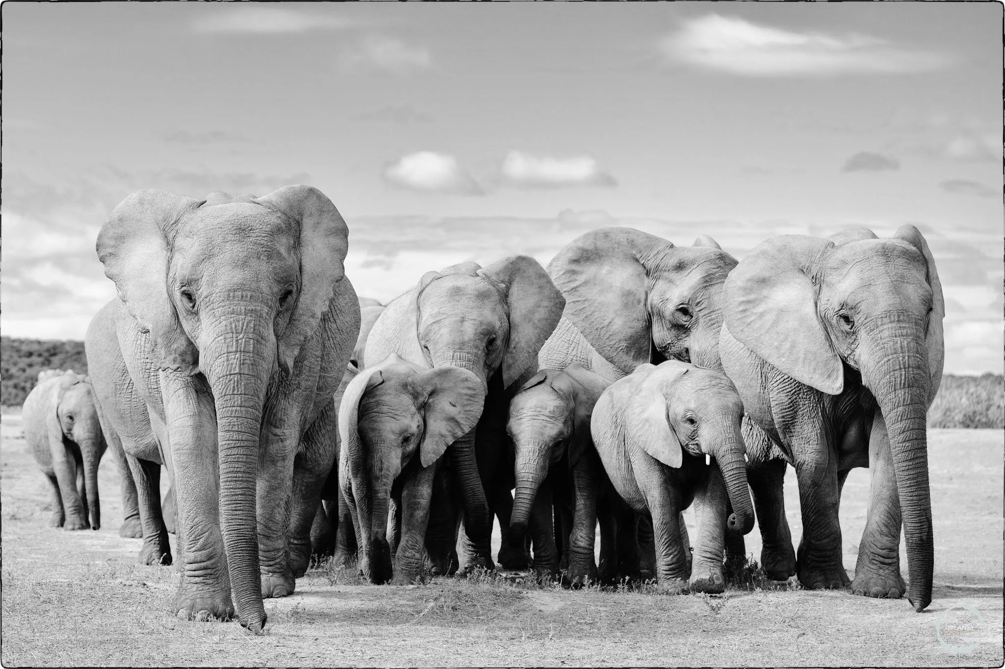 African Wildlife Fine Art Prints | Peter Delaney