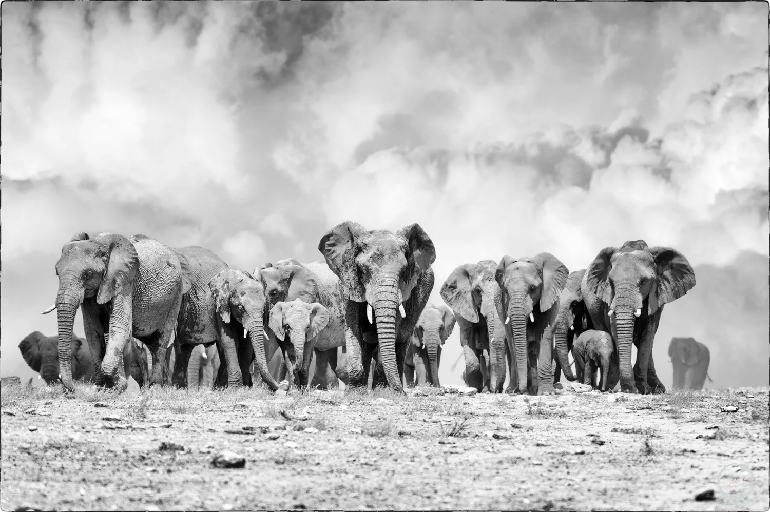 African Wildlife Fine Art Prints | Peter Delaney