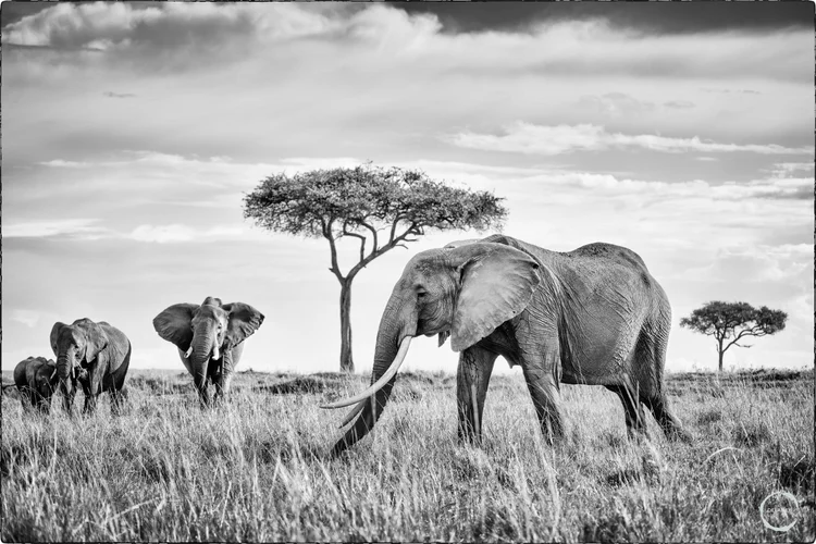 African Wildlife Fine Art Prints | Peter Delaney