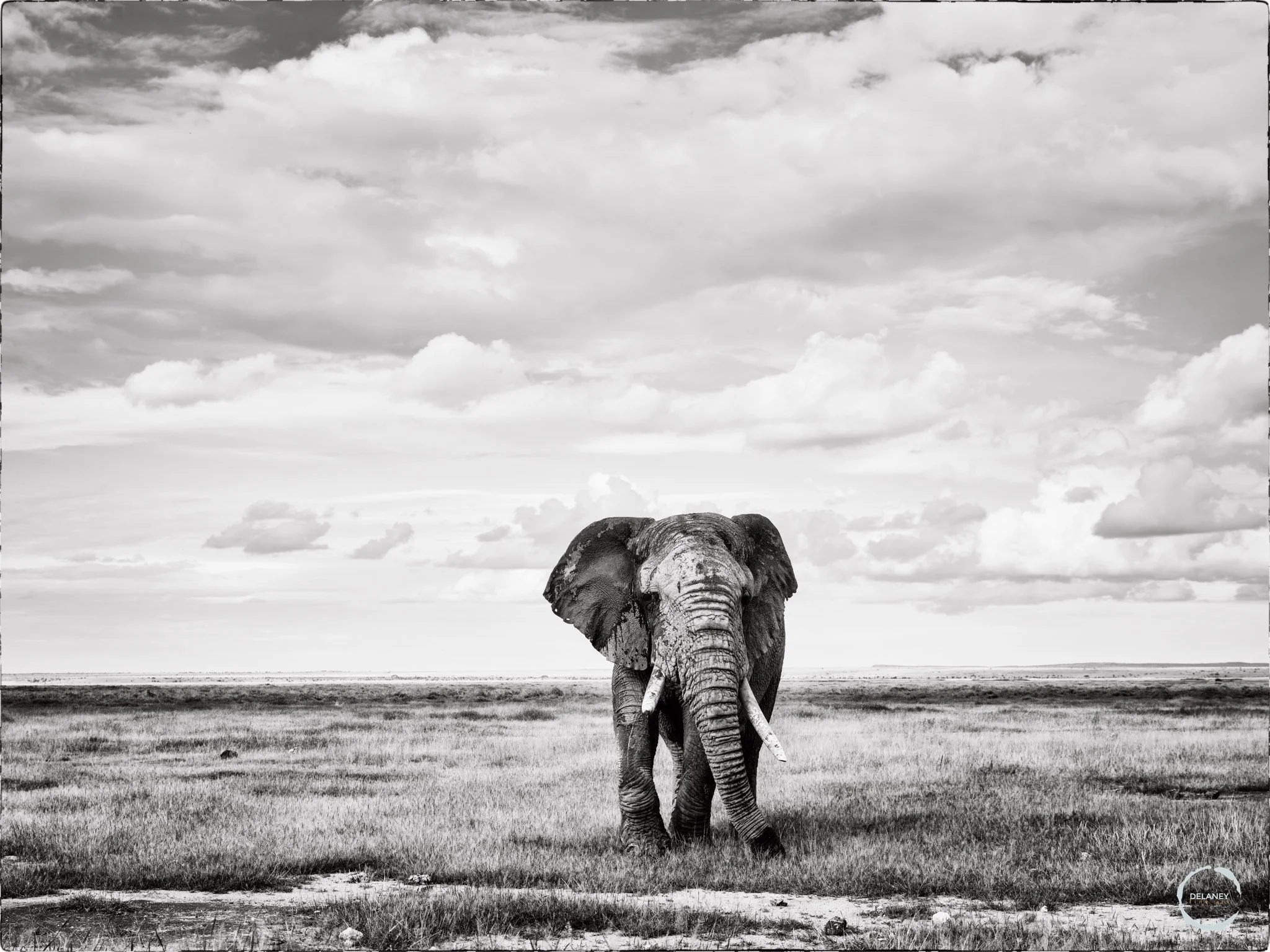 African Wildlife Fine Art Prints | Peter Delaney