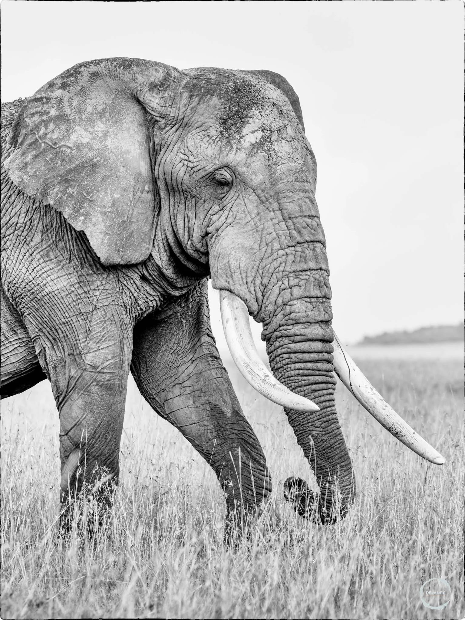 African Wildlife Fine Art Prints | Peter Delaney