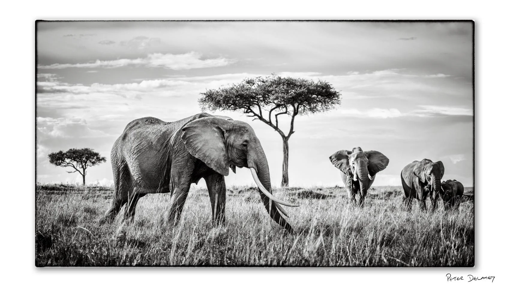 African Wildlife Fine Art Photography Prints
