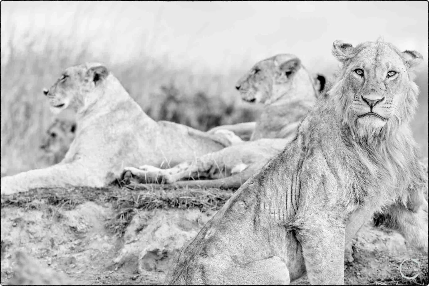 African Wildlife Fine Art Prints | Peter Delaney