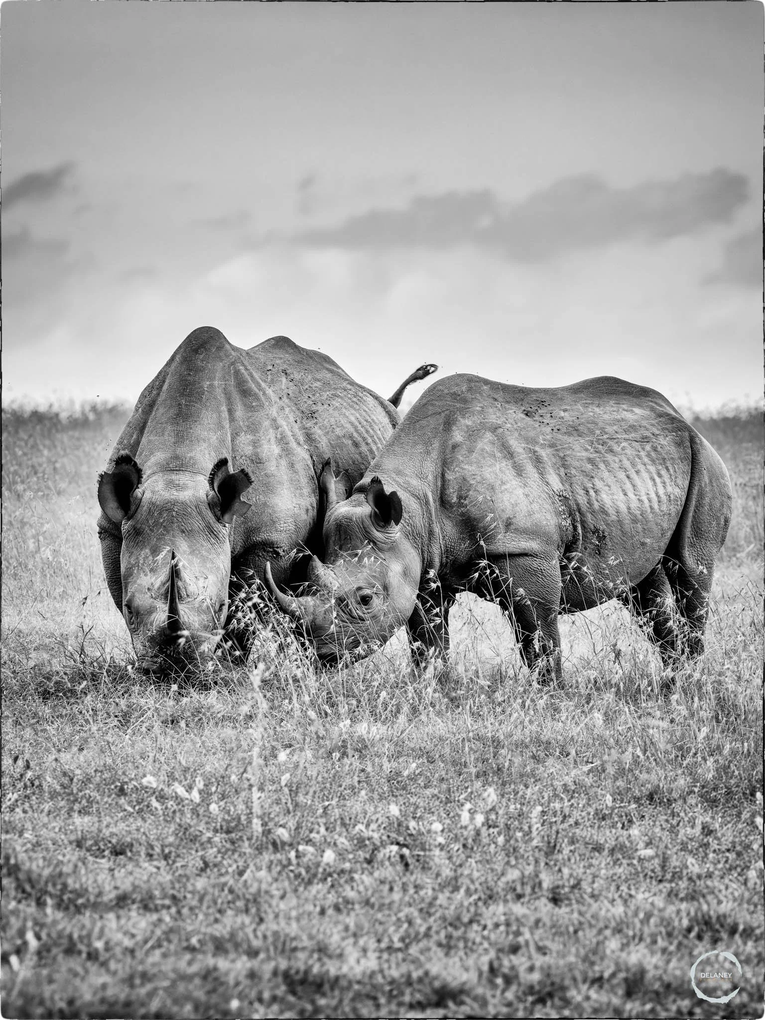African Wildlife Fine Art Prints | Peter Delaney