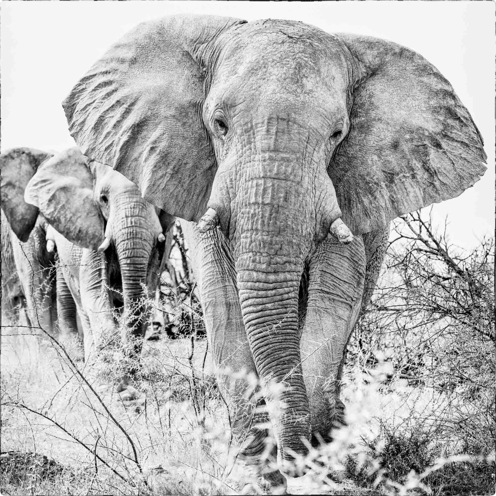 Black and White African Wildlife | Fine Art Prints