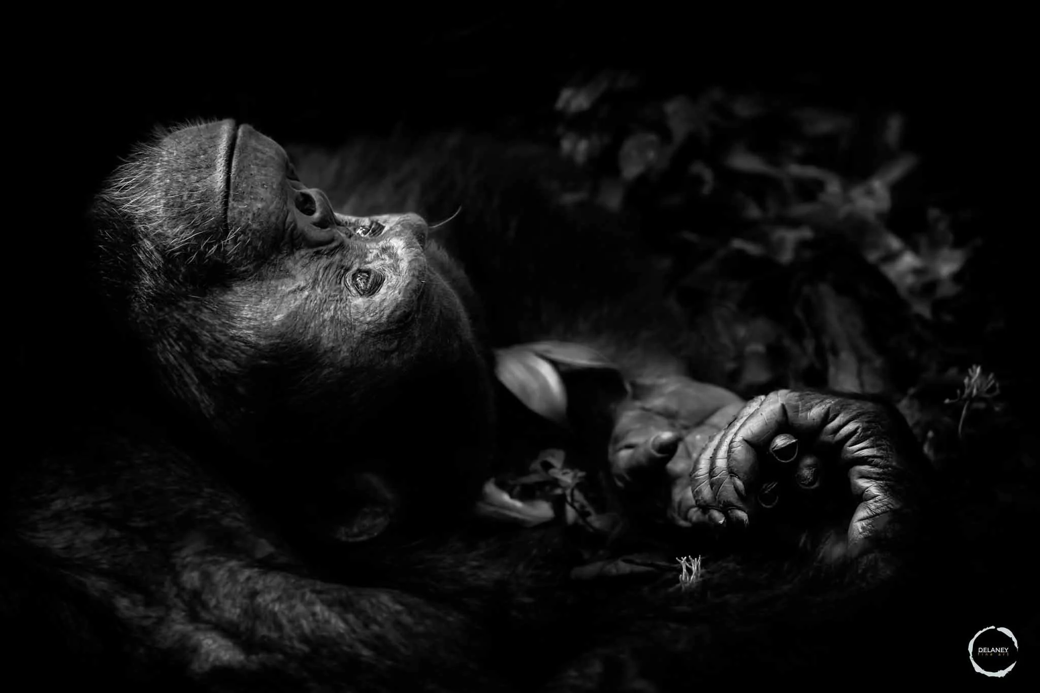 African Wildlife Fine Art Prints | Peter Delaney