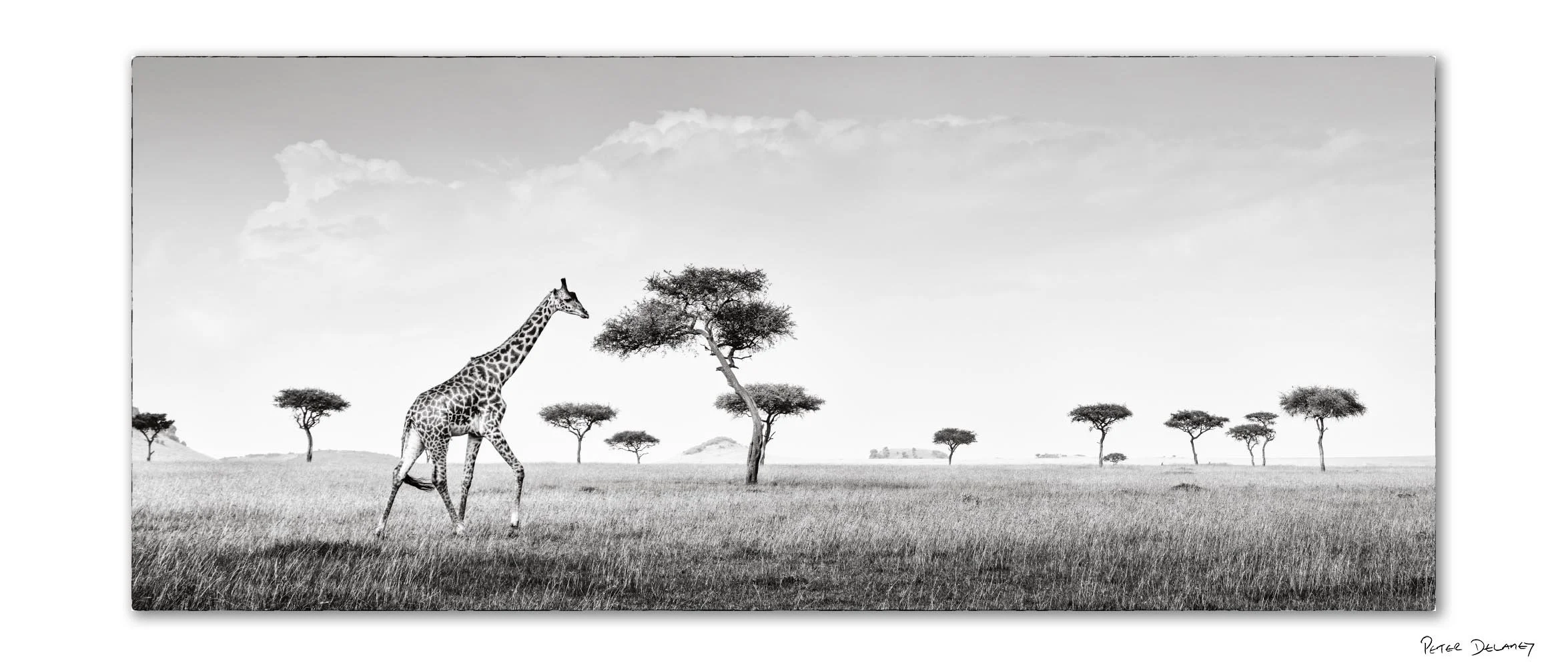 African Wildlife Prints | Delaney Fine Art