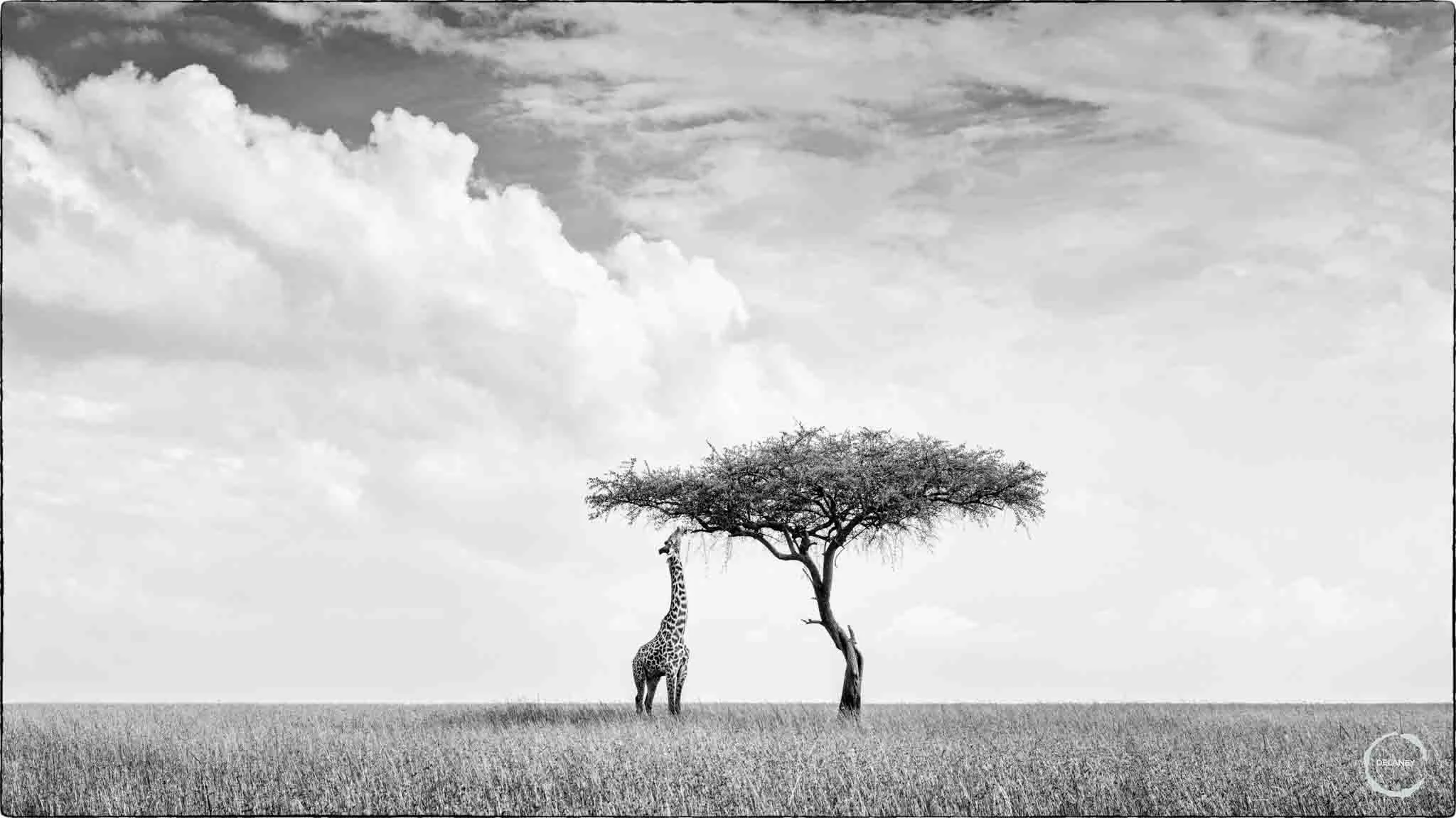African Wildlife Fine Art Prints | Peter Delaney
