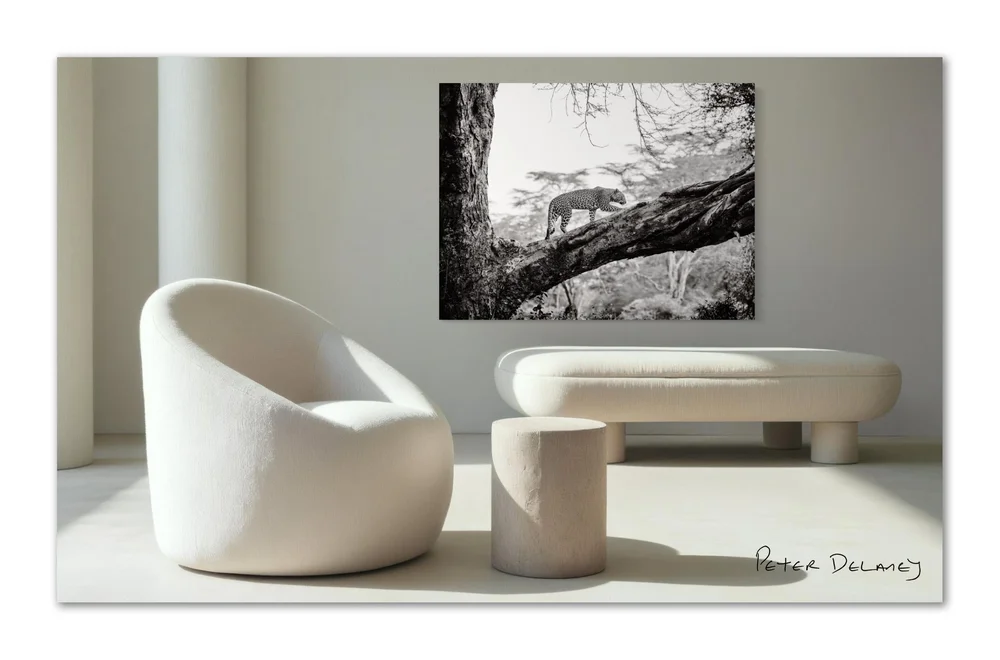Exclusive Wildlife Fine Art Prints | Peter Delaney