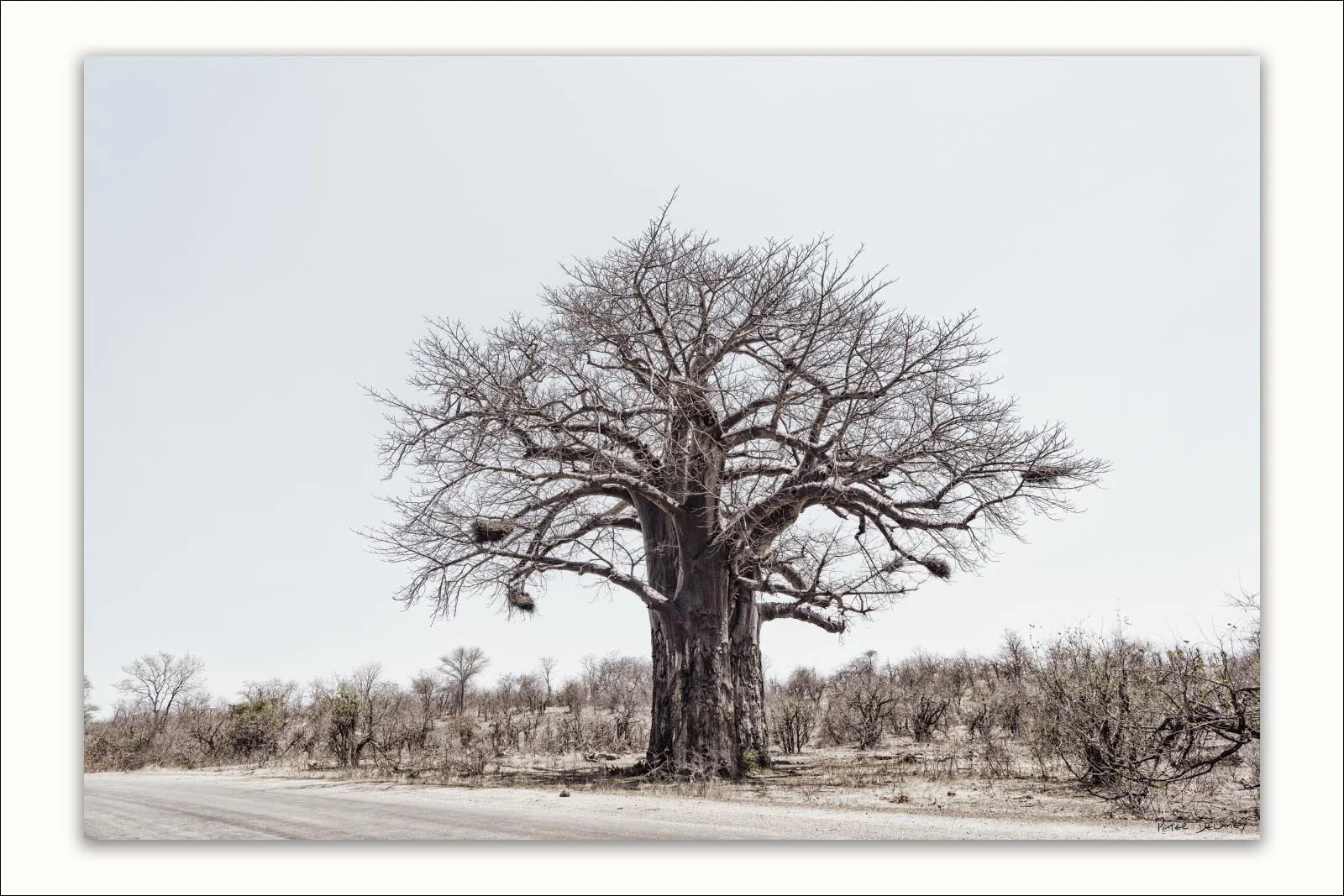 African Wildlife Fine Art Photography Prints