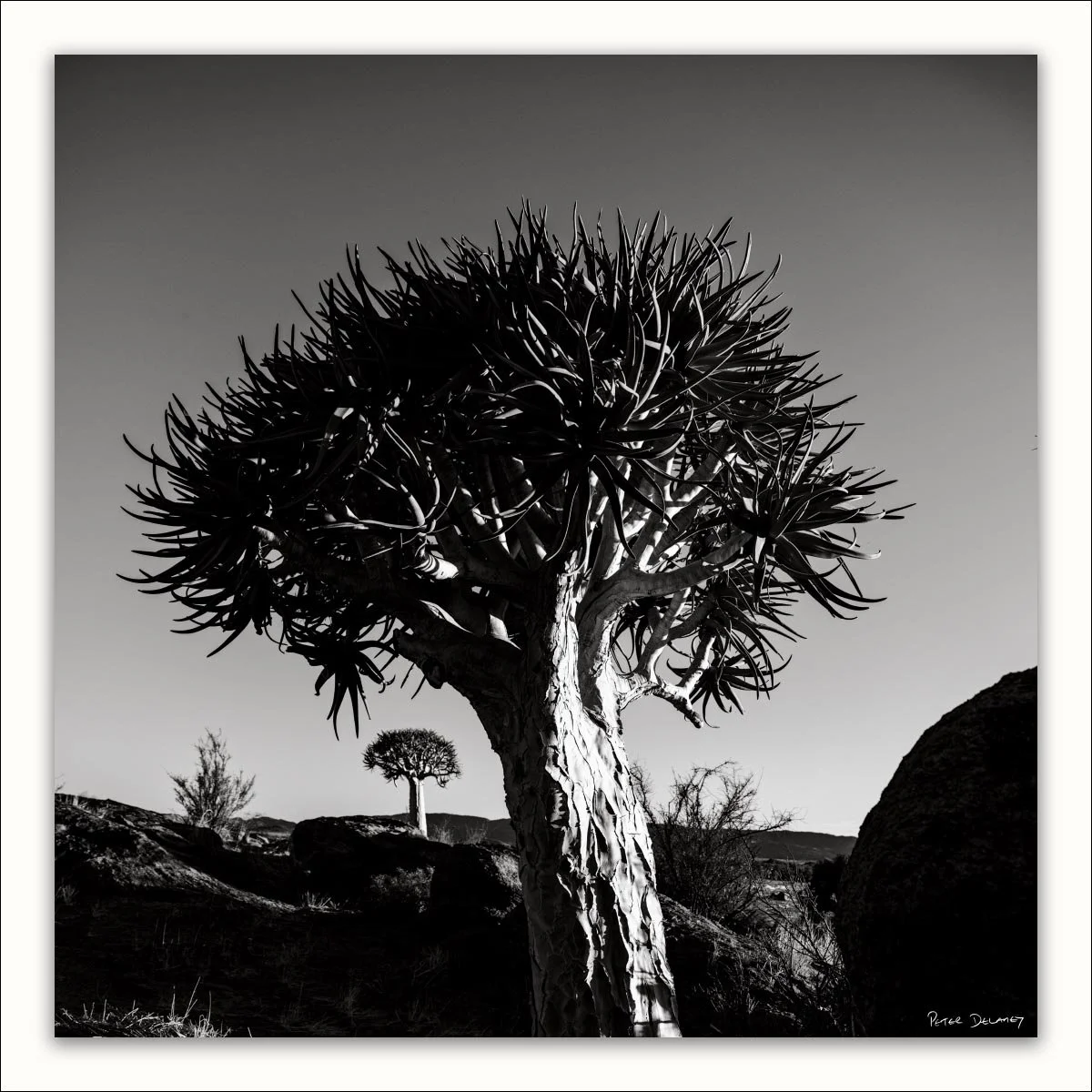 Quiver Tree