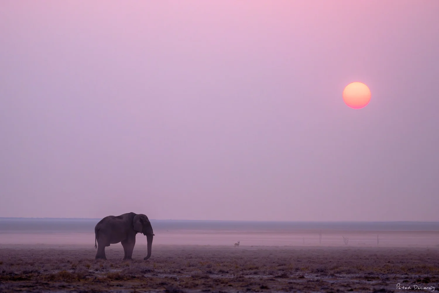 African Elephant Sunset Wallpaper Pin By Val On Pretty Animals