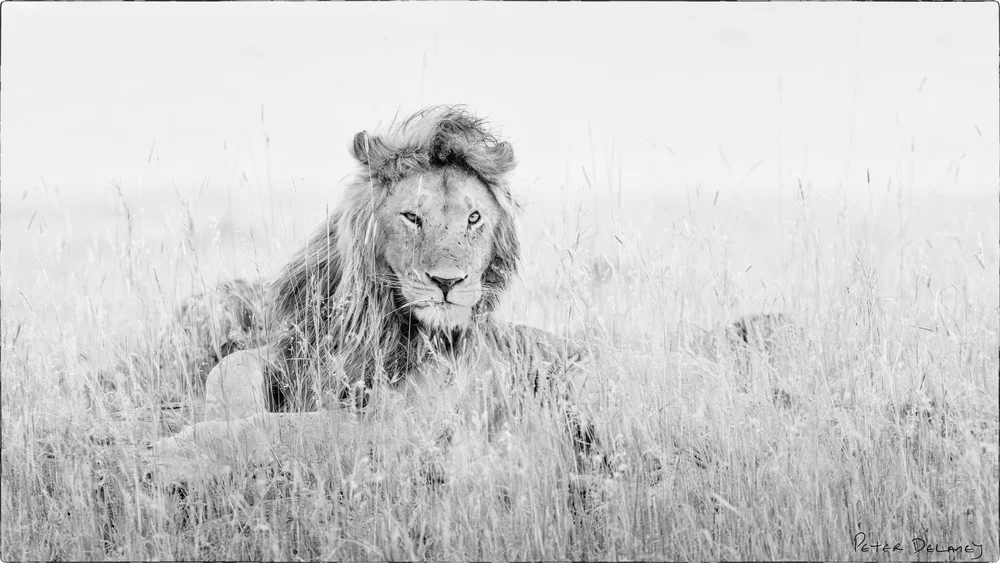 Peter Delaney | Award-Winning Wildlife Photographer Capturing Africa’s ...