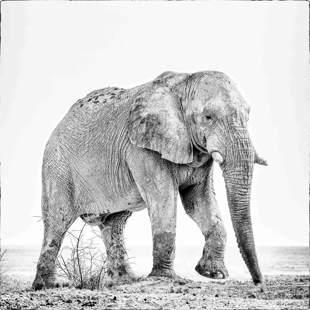 Black and White African Wildlife | Fine Art Prints