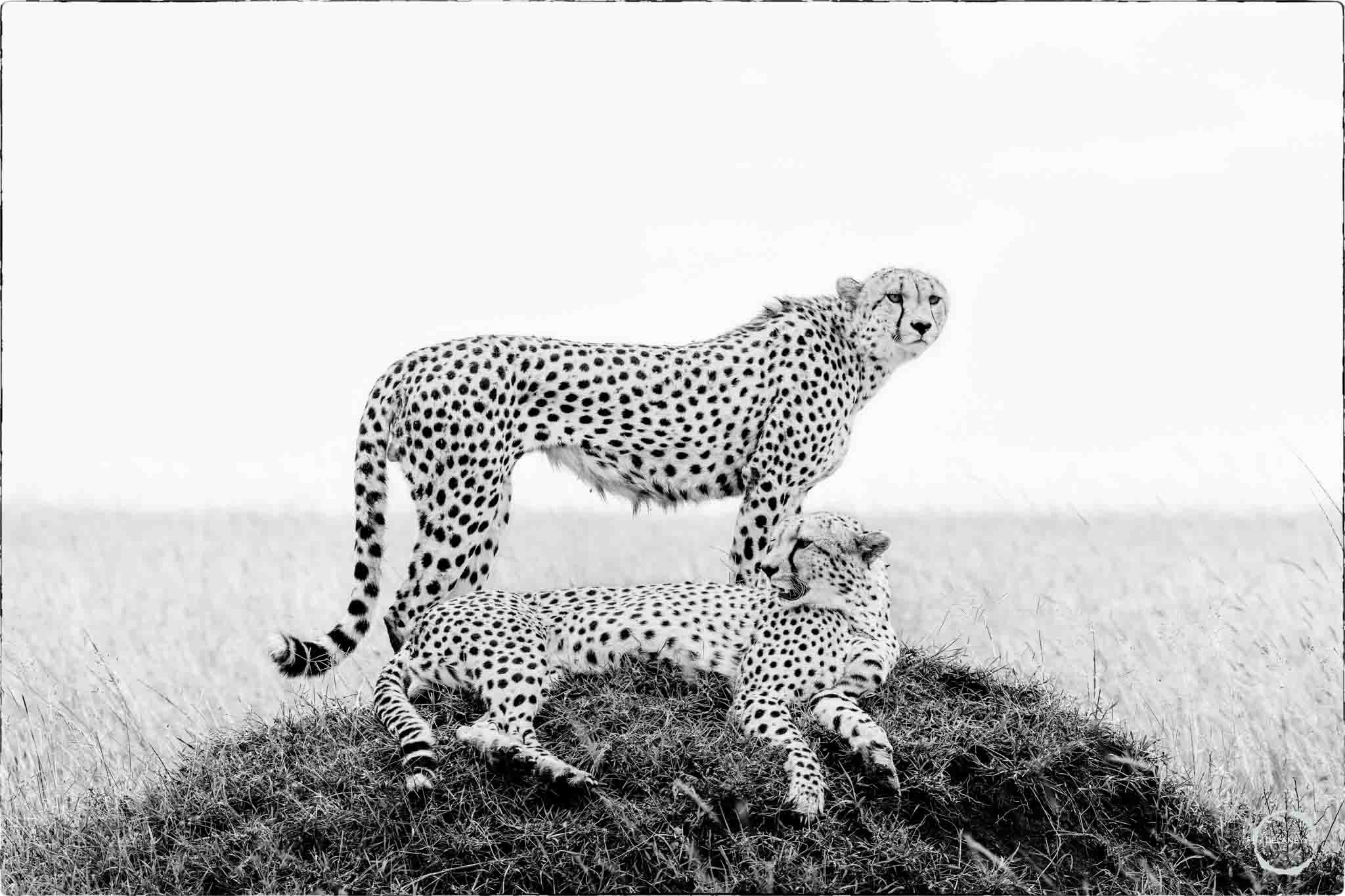 African Wildlife Fine Art Prints | Peter Delaney