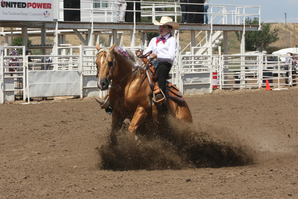 Stallions — White Harvest Farms