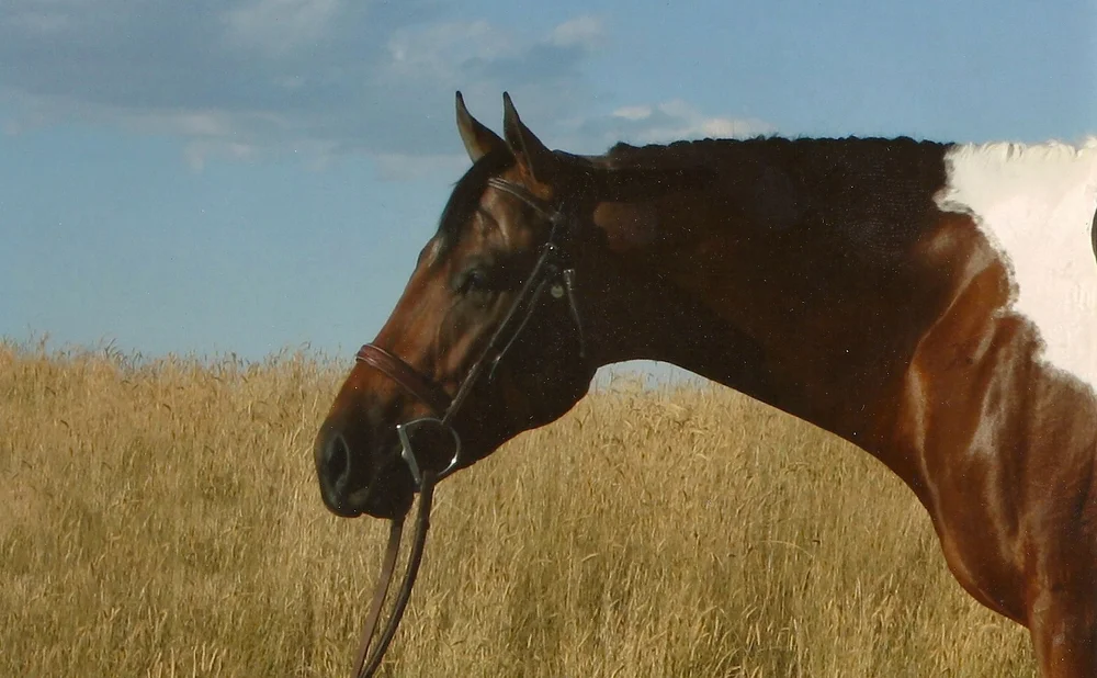 Stallions — White Harvest Farms