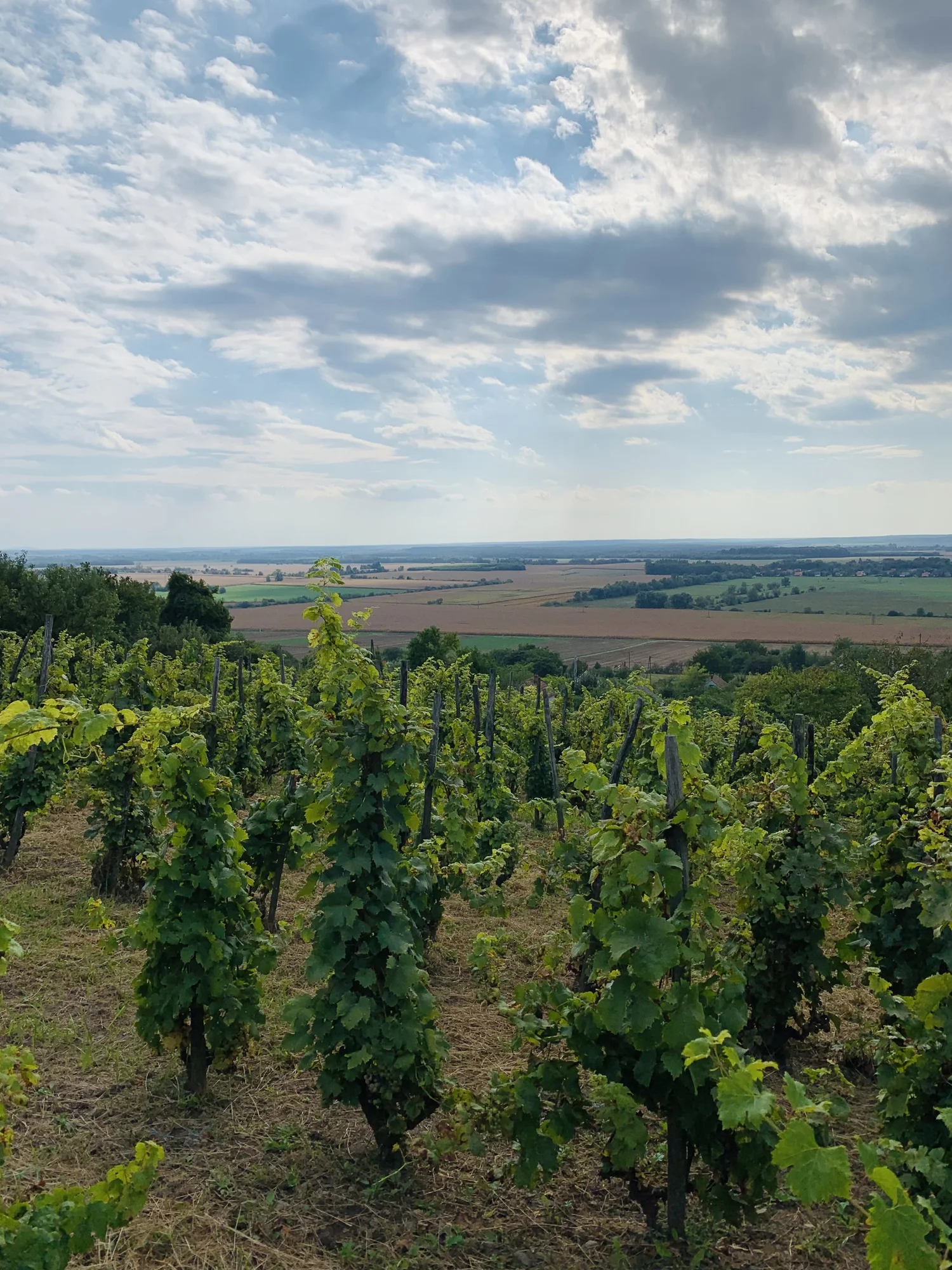 PETER WETZER | SOPRON, HUNGARY — Juice Imports | Alberta Importer of ...