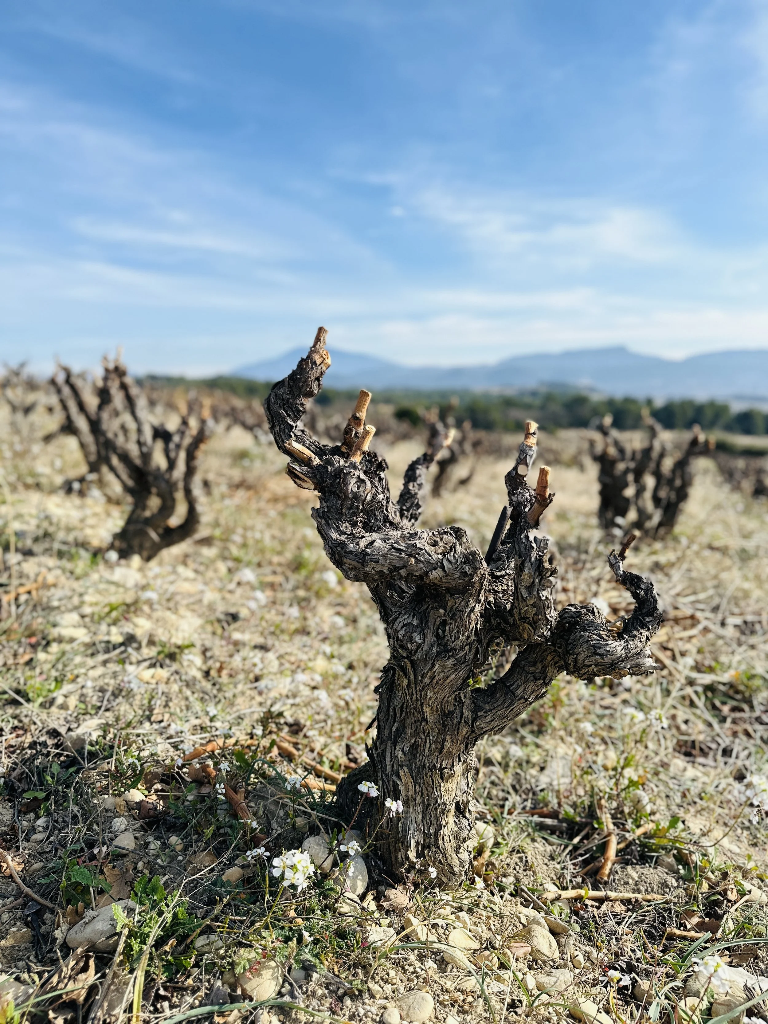 DOMAINE RICHAUD | CAIRANNE, FRANCE (ALBERTA/BRITISH COLUMBIA) — Juice ...