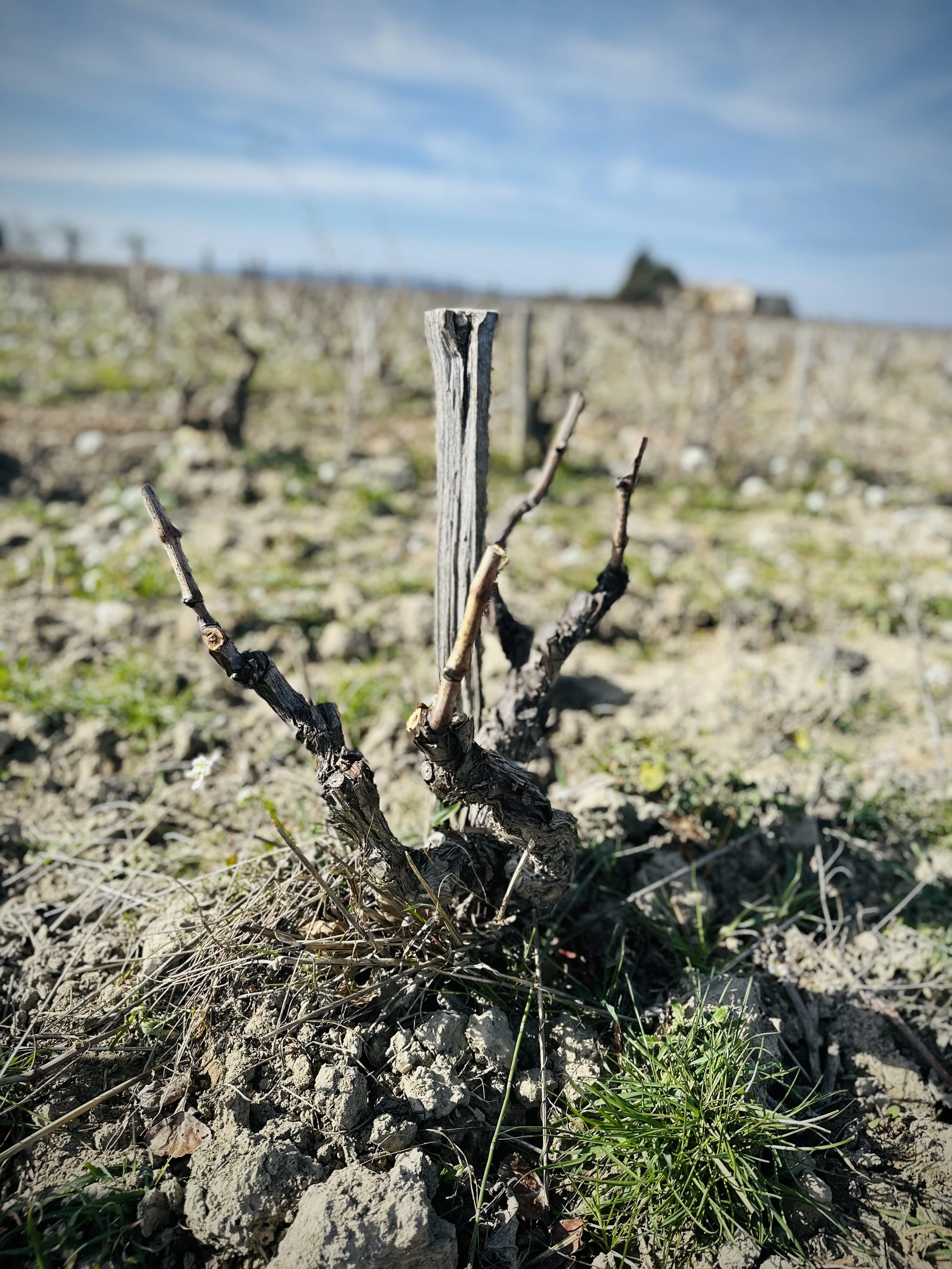 DOMAINE RICHAUD | CAIRANNE, FRANCE (ALBERTA/BRITISH COLUMBIA) — Juice ...