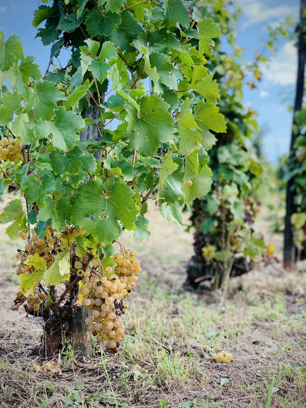 PETER WETZER | SOPRON, HUNGARY — Juice Imports | Alberta Importer of ...