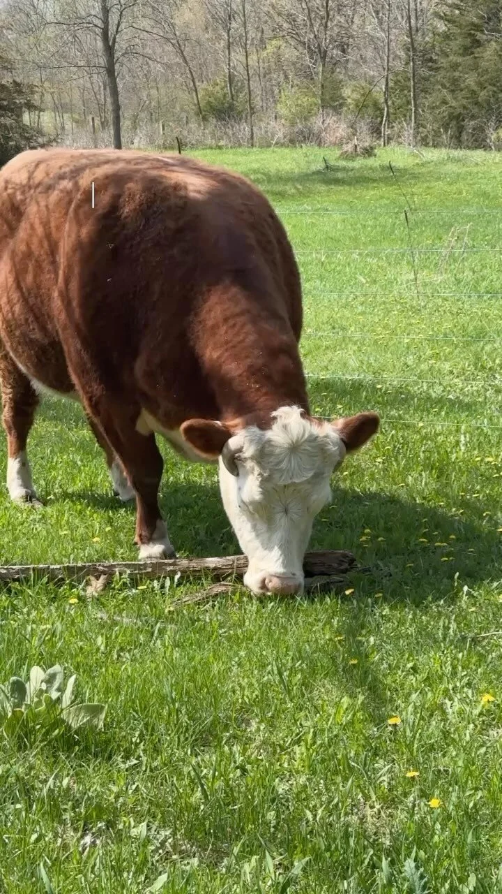 Spring Farm Sanctuary