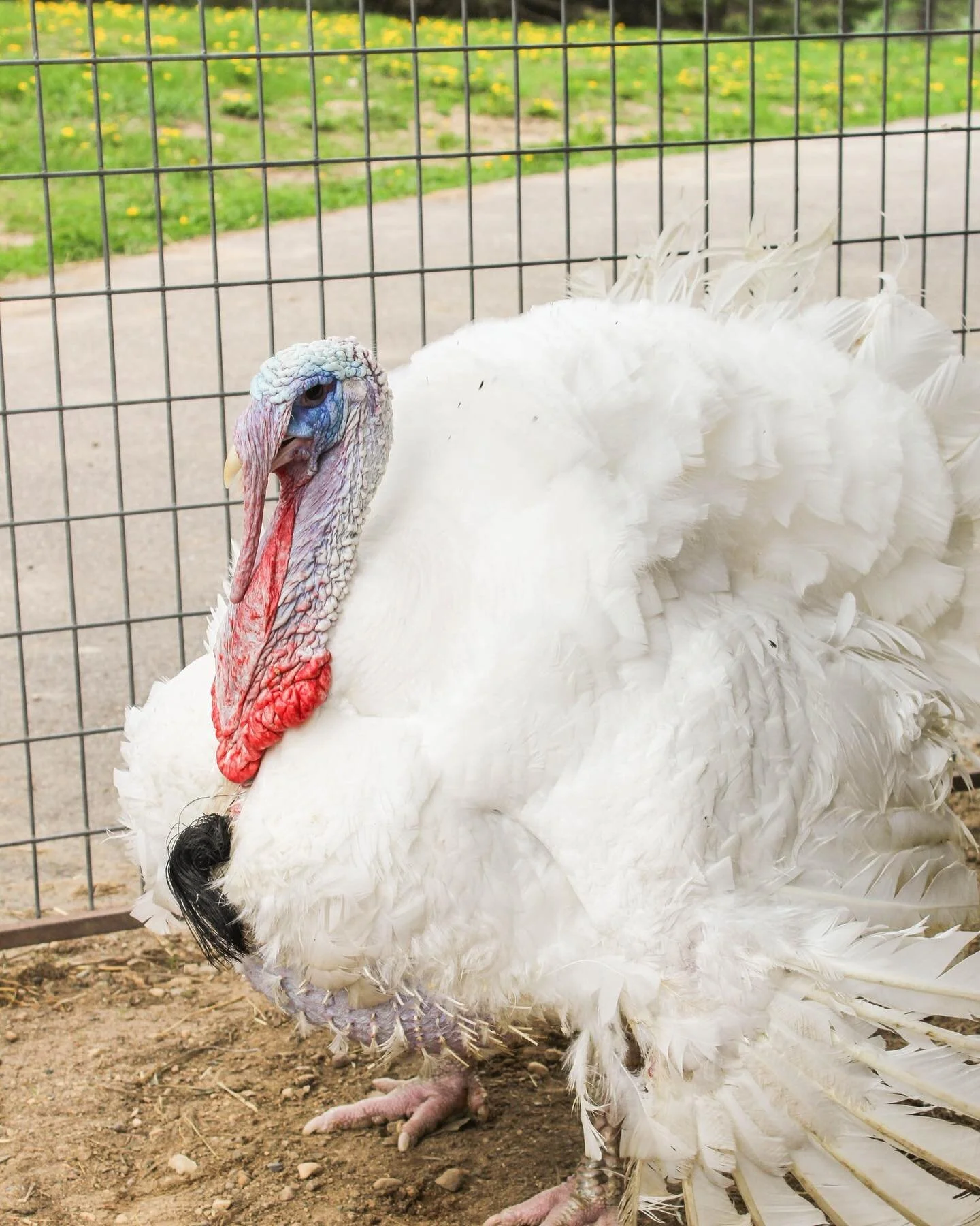 Spring Farm Sanctuary