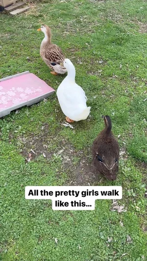 Spring Farm Sanctuary