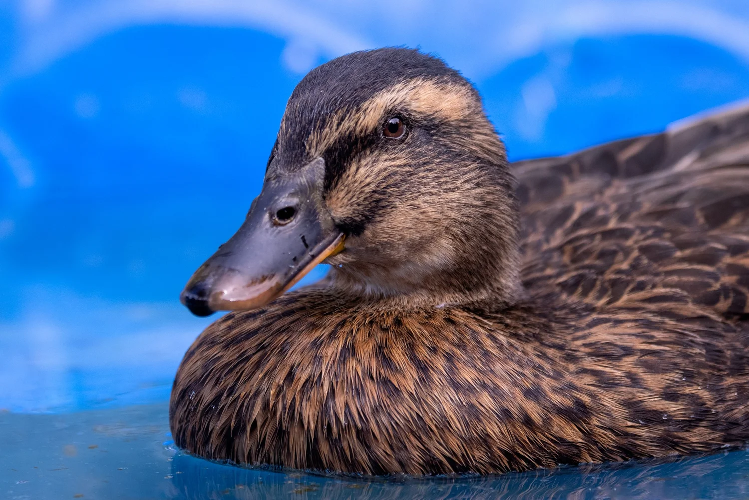 Olive — Spring Farm Sanctuary