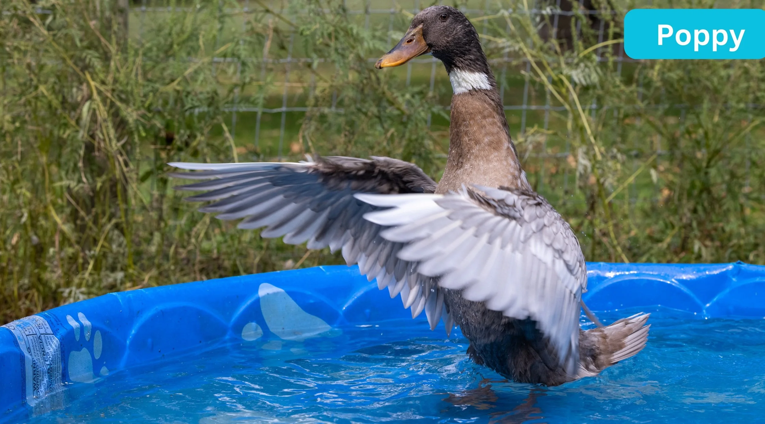 Meet & Sponsor an Animal — Spring Farm Sanctuary