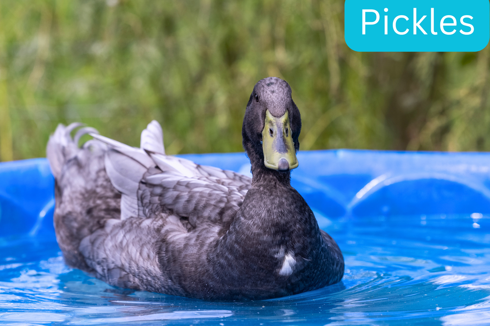 Sponsor an Animal — Spring Farm Sanctuary