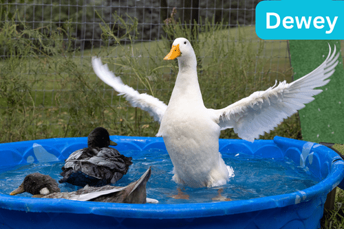 Sponsor an Animal — Spring Farm Sanctuary