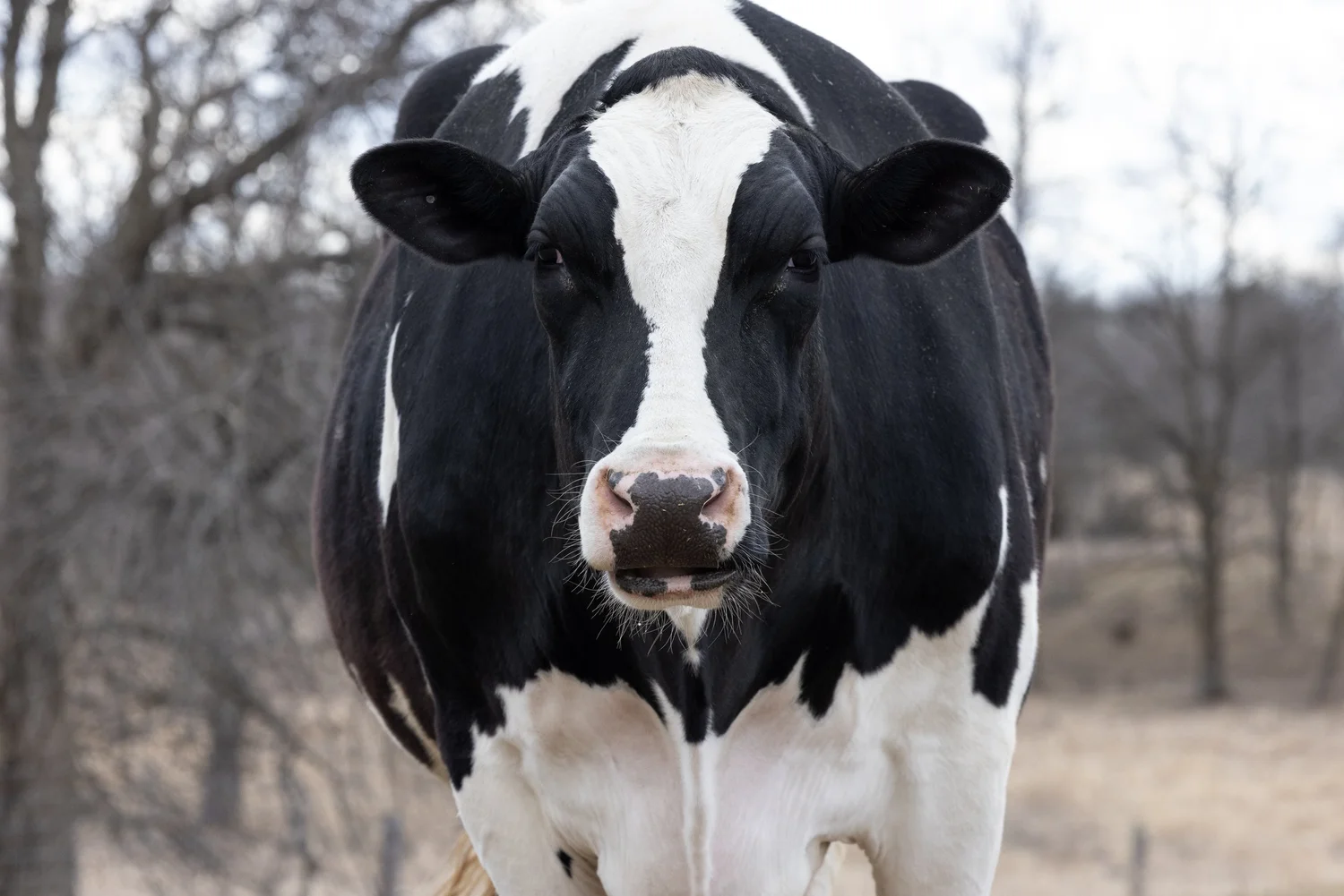Norman Tucker — Spring Farm Sanctuary